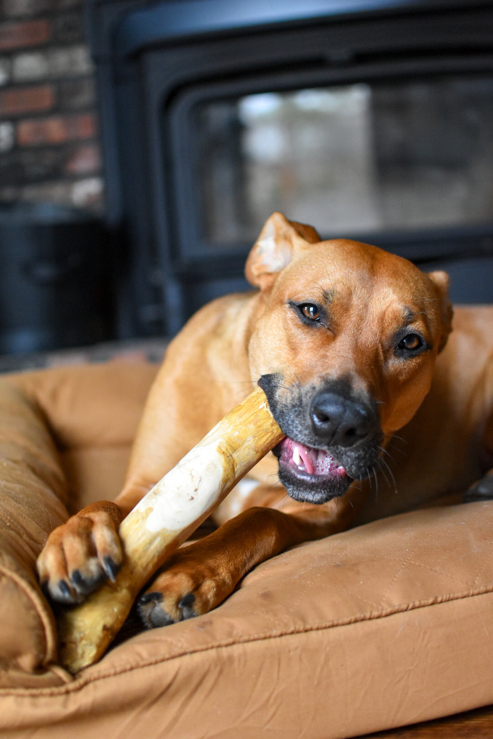 Mumbies Original Coffee Wood Chew for Dogs