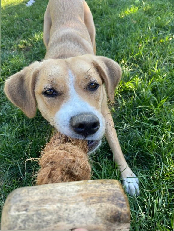 Coconut Rope & Original Chew – Mumbies