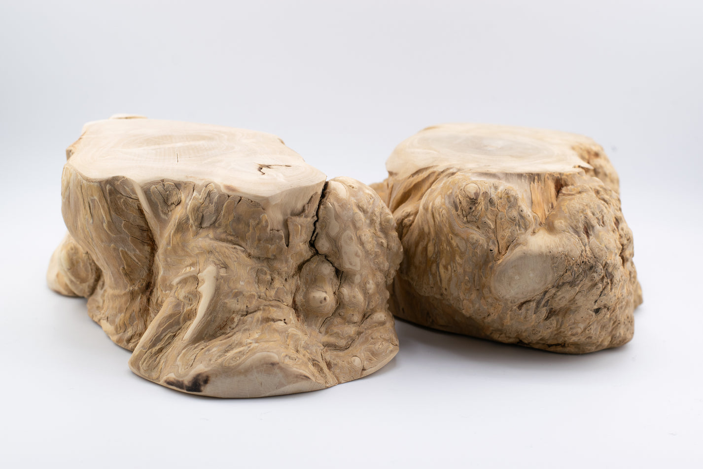 Root Chews made from Coffee Wood by Mumbies